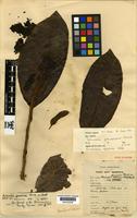 Terminalia glaucescens in Global Plants on JSTOR