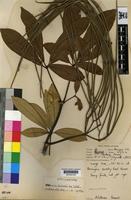 Alstonia boonei in Global Plants on JSTOR