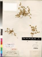 Lotononis platycarpa in Global Plants on JSTOR