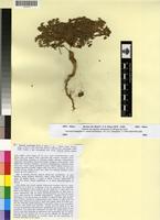 Type? of Ormenis multicaulis Br.-Bl. & Maire [family ASTERACEAE] on JSTOR