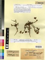 Syntype of Lotus maroccanus Ball. var. simulans Maire [family FABACEAE ...