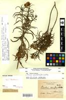 Psiadia punctulata in Global Plants on JSTOR