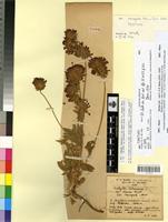 Syntype of Anthyllis vulneraria L. var. variegata Maire [family ...