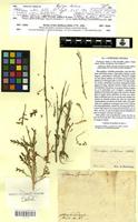Type? of Cochlearia nilotica Delile [family BRASSICACEAE] on JSTOR