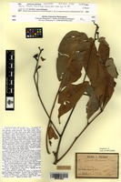 Hannoa klaineana in Global Plants on JSTOR