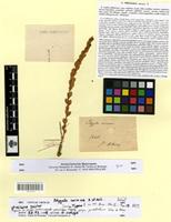 Isosyntype of polygala coriacea A.St.-Hil. [family POLYGALACEAE] on JSTOR