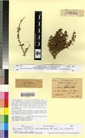Syntype of Linaria aegyptiaca (L.) Dum.Cours subsp. battandieri Maire ...