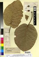 Ficus platyphylla in Global Plants on JSTOR