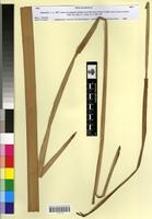 Typha elephantina in Global Plants on JSTOR