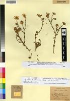 Syntype of Ormenis multicaulis Br.-Bl. & Maire [family ASTERACEAE] on JSTOR