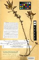 Jussiaea repens in Global Plants on JSTOR