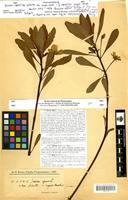 Jussiaea repens in Global Plants on JSTOR