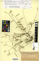 Paratype of Cleome lanceolata (Mart. & Zucc.) H.H.Iltis subsp ...