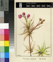 Roridula dentata in Global Plants on JSTOR