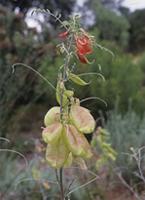 Sutherlandia frutescens (L.) R.Br. on JSTOR