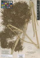 Cyperus ferax in Global Plants on JSTOR