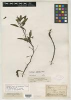 Jussiaea repens in Global Plants on JSTOR