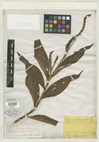 Polygonum acuminatum in Global Plants on JSTOR