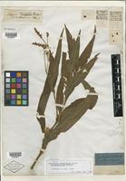 Polygonum tomentosum in Global Plants on JSTOR