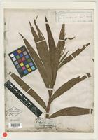 Polygonum acuminatum in Global Plants on JSTOR