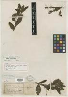 Jussiaea repens in Global Plants on JSTOR