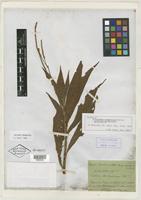 Polygonum tomentosum in Global Plants on JSTOR