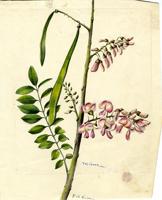 Gliricidia sepium in Global Plants on JSTOR