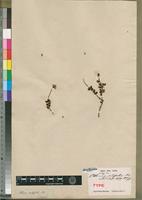 Syntype of Othonna sedifolia DC. [family ASTERACEAE] on JSTOR