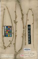 Syntype of Euphorbia osyridea Boiss. [family EUPHORBIACEAE] on JSTOR