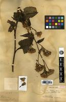 Syntype of Saussurea sendaica (Franch.) Franch. ex Koidz. [family ...