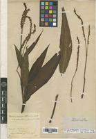 Polygonum acuminatum in Global Plants on JSTOR