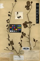 Syntype of Gardenia angkorensis Pit. [family RUBIACEAE] on JSTOR