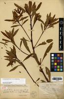 Jussiaea repens in Global Plants on JSTOR