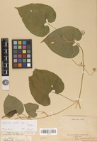 Syntype of Thladiantha maculata Cogn. [family CUCURBITACEAE] on JSTOR