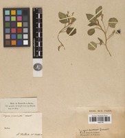 Digera arvensis in Global Plants on JSTOR