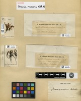 Syntype of Braunia maritima Müll. Hal. [family HEDWIGIACEAE] on JSTOR