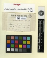Syntype of Endotrichella eberhardtii Broth. & Paris [family ...
