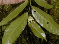 Artabotrys uncinatus in Global Plants on JSTOR