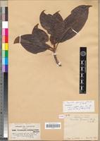 Terminalia glaucescens in Global Plants on JSTOR