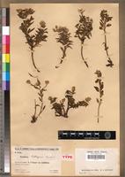 Syntype of Vernonia pellegrinii Humbert [family ASTERACEAE] on JSTOR