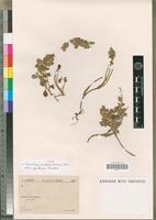 Type of Marrubium multibracteatum Humbert & Maire subsp. ayachichum ...