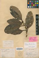 Syntype of Litsea lecardii Guillaumin [family LAURACEAE] on JSTOR