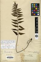 Syntype of Asplenium cultratum Gaudich. [family PTERIDOPHYTA] on JSTOR
