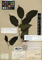 Chlorophora tinctoria in Global Plants on JSTOR