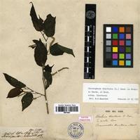 Chlorophora tinctoria in Global Plants on JSTOR