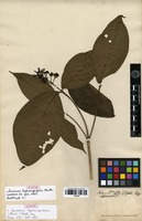 Syntype of Coussarea hydrangeifolia (Benth.) Benth. & Hook.f. ex Müll ...