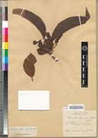 Terminalia glaucescens in Global Plants on JSTOR