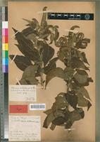 Ocimum suave in Global Plants on JSTOR