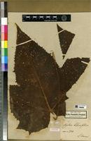 Syntype of Croton hibiscifolius Kunth [family EUPHORBIACEAE] on JSTOR