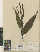 Polygonum acuminatum in Global Plants on JSTOR